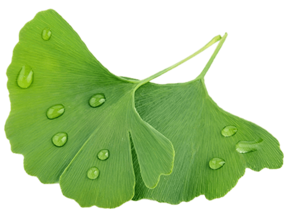 Activated Ginkgo | Gingko Biloba | Thomson Health Malaysia